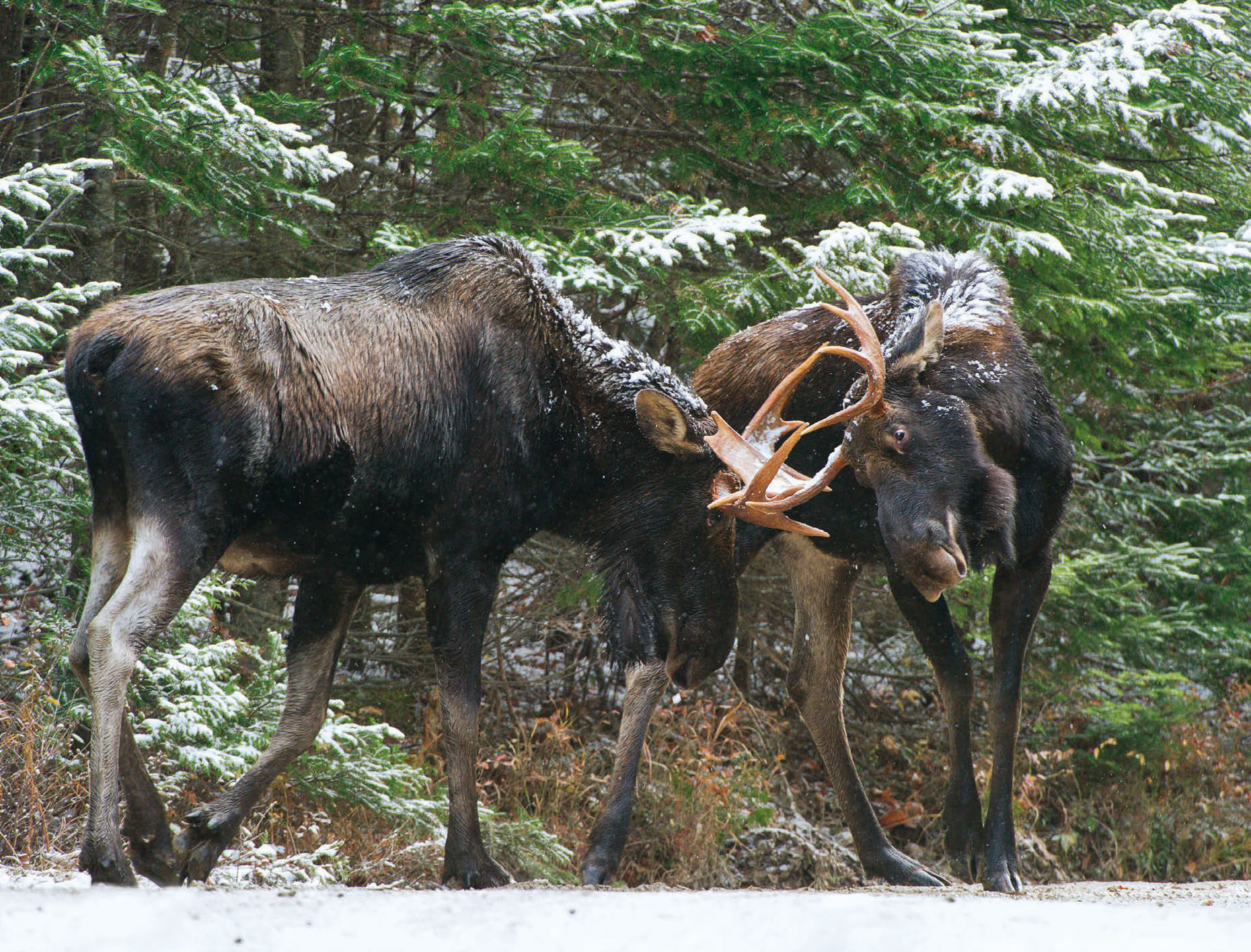 Moose Calendar | Eastern Illustrating