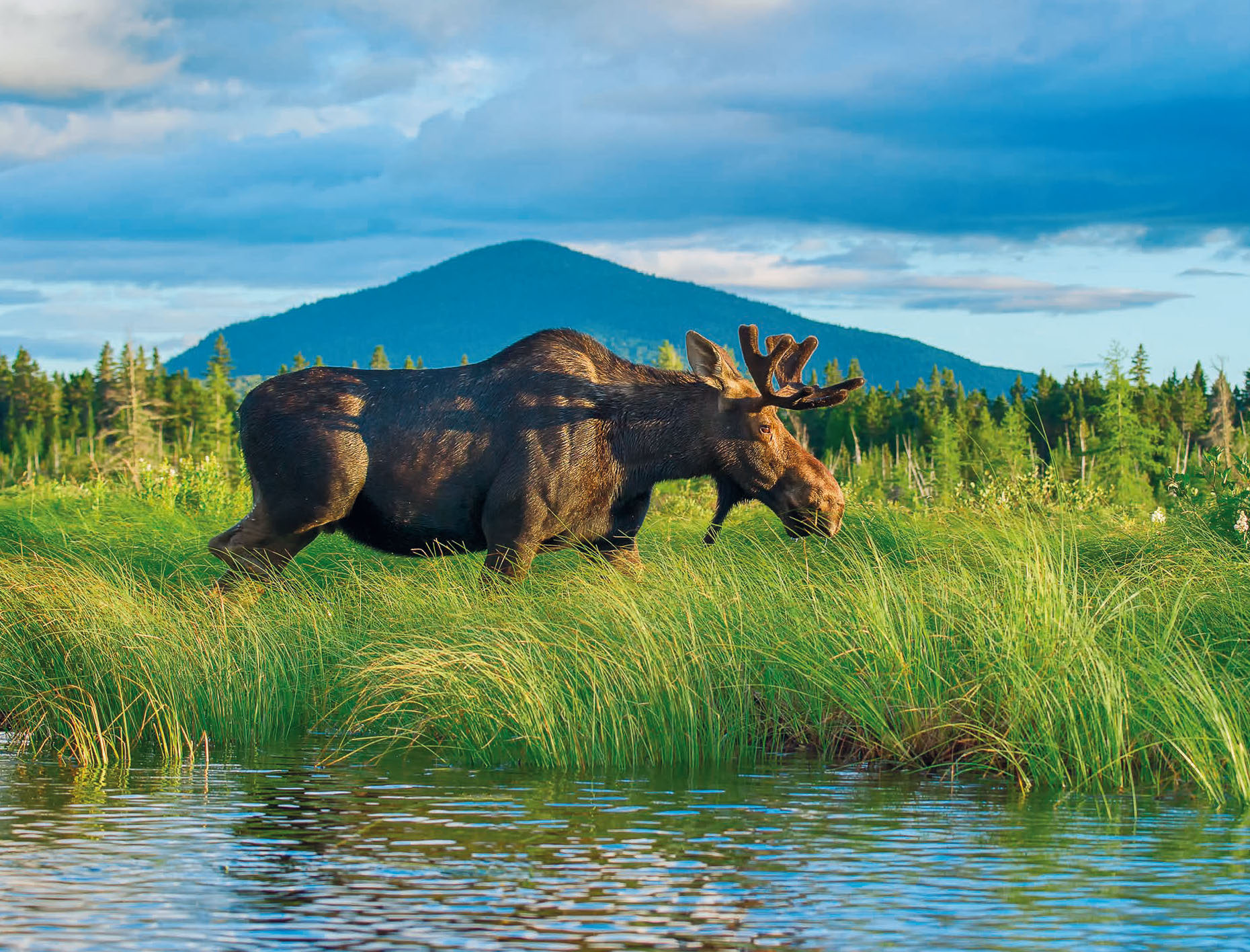 Moose Calendar | Eastern Illustrating