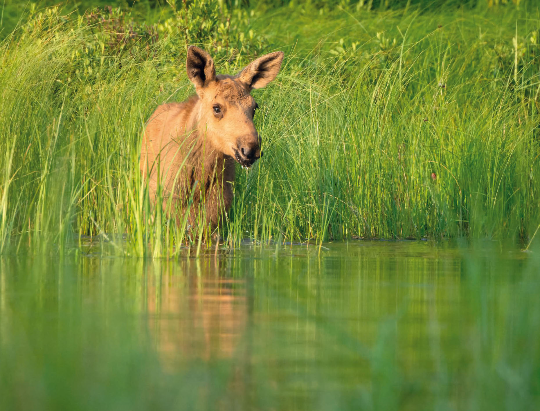 Moose Calendar | Eastern Illustrating
